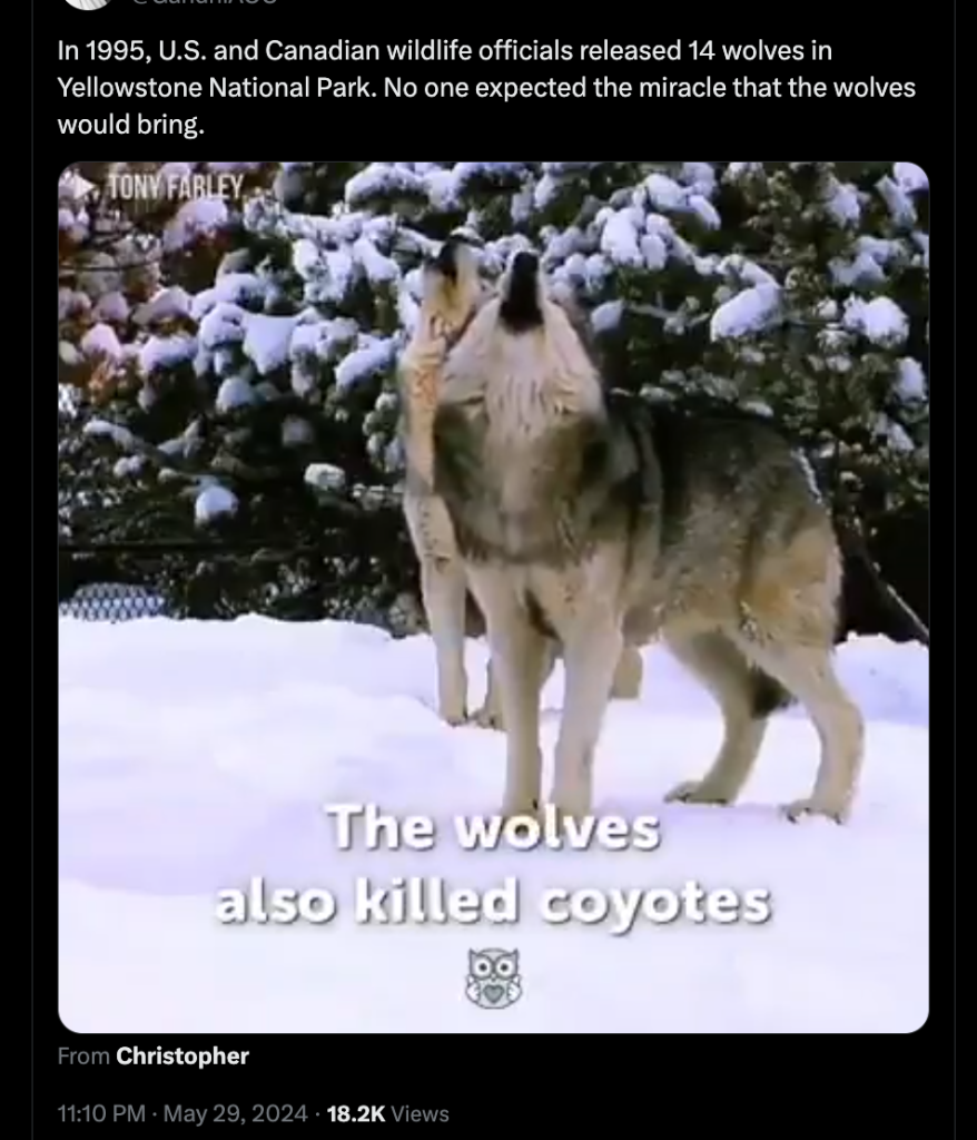 WHAT CAN WE LEARN FROM WOLVES IN YELLOWSTONE? – A Conscious Journey ...